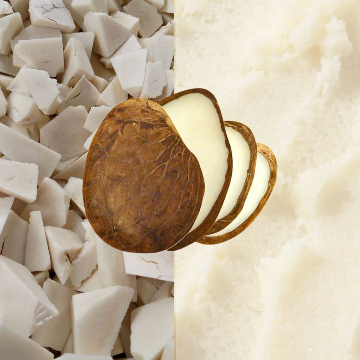 ᐈ El mejor polvo de tagua natural 《 Tagua Global